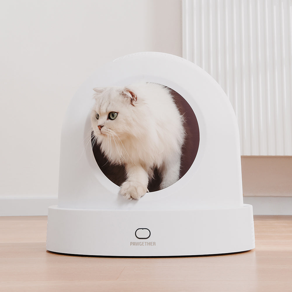 Smart Pet Care Solutions for Modern Kiwi Pet Parents | Paw Tech NZ